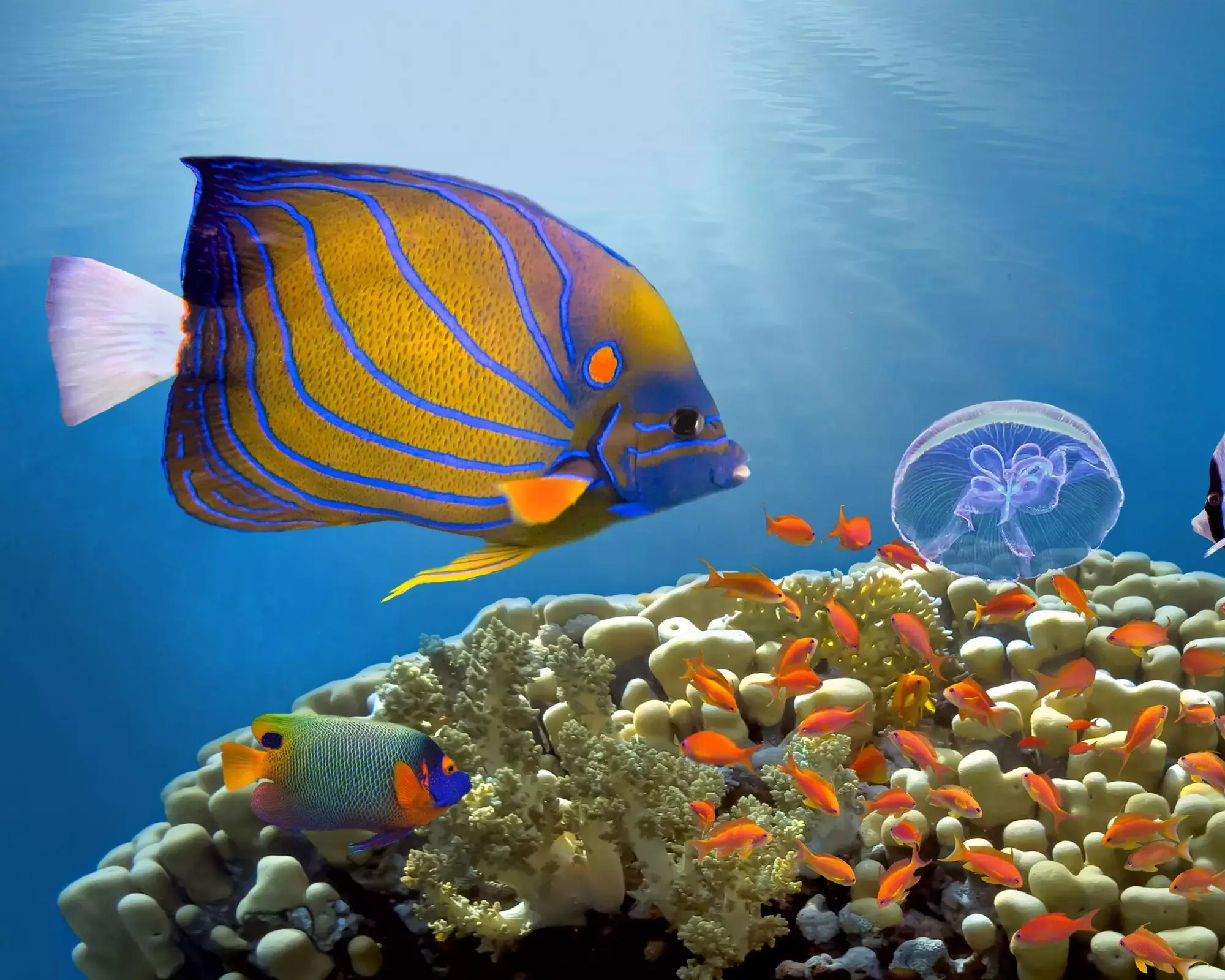 Things to do in Naama Bay